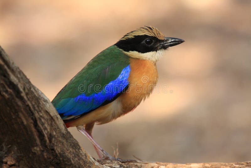 Brids fotografering för bildbyråer. Bild av vila, sticka - 29599173