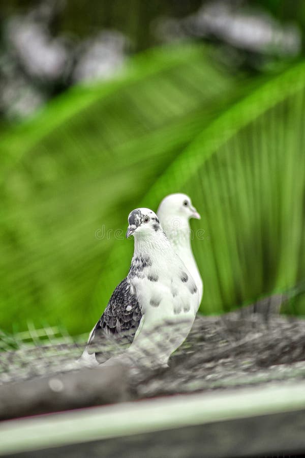 439 Brids Stock Photos - Free & Royalty-Free Stock Photos from Dreamstime