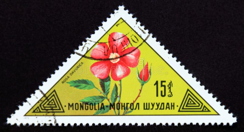 Briefmarke Mongolei 1973. Rosa Davurica Redaktionelles Foto - Bild von ...