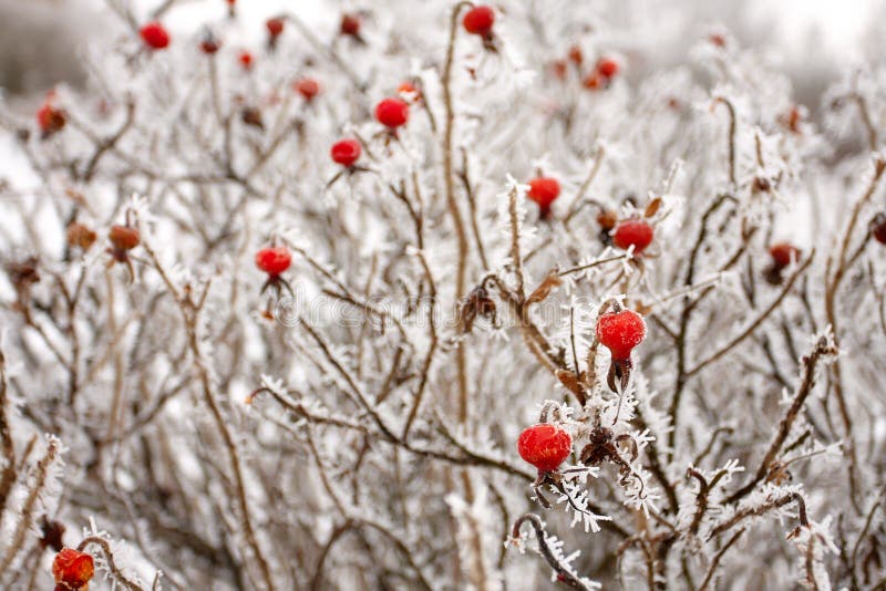 Brier stock image. Image of thorn, rose, winter, brier - 7472975