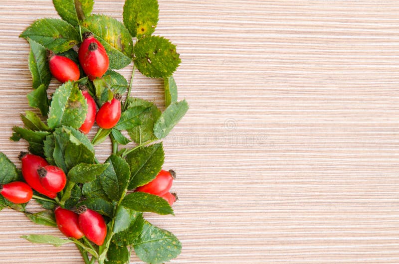 Brier stock image. Image of card, fall, still, plant - 44809073