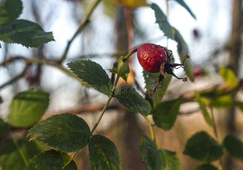 Autumn brier stock photo. Image of farm, morning, brier - 1391276