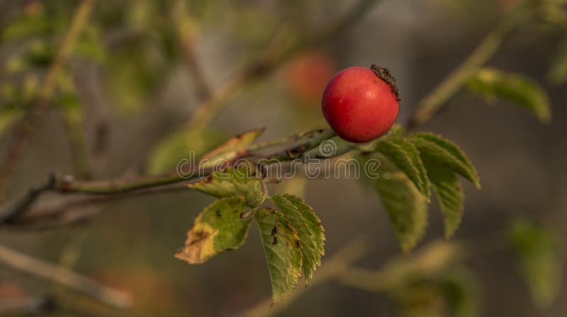 Brier Bush with Red Fruit Ball Stock Photo - Image of herb, brier ...