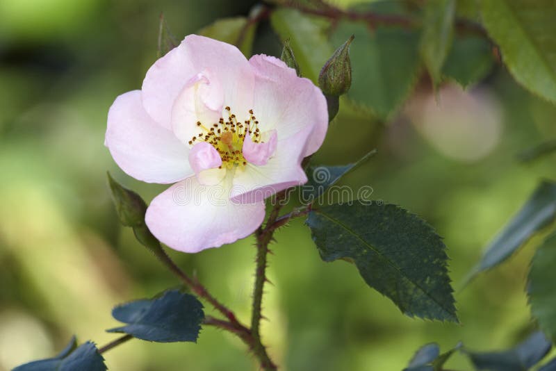 Brier flower bud stock photo. Image of garden, petals - 63898852