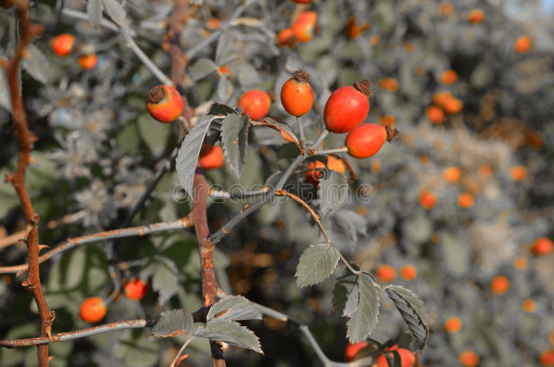 Brier in the forest stock image. Image of closeup, leaf - 26654761