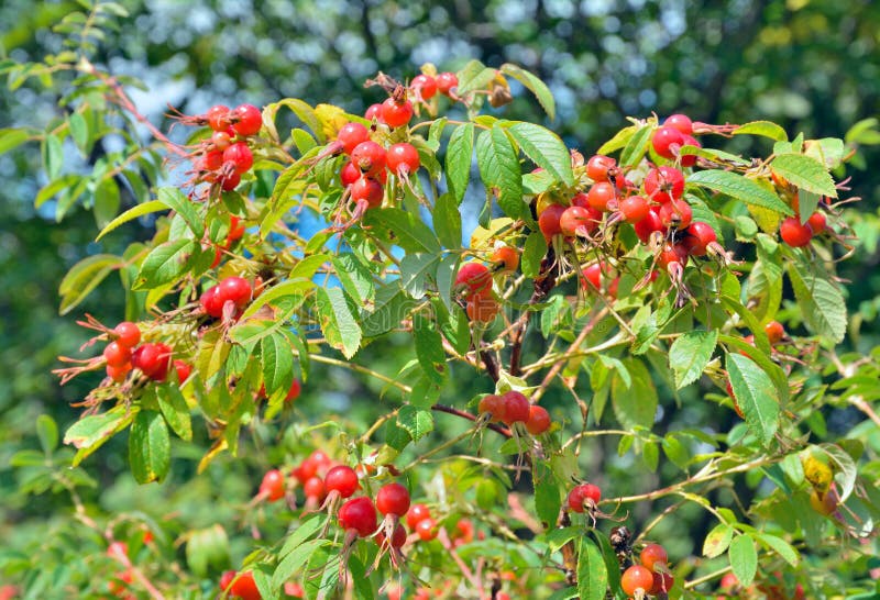 Brier with fruits stock image. Image of medicinal, outdoors - 238030283
