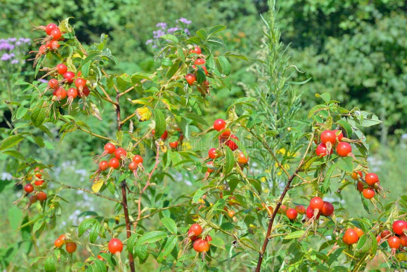 Brier with fruits stock photo. Image of closeup, bush - 242222178