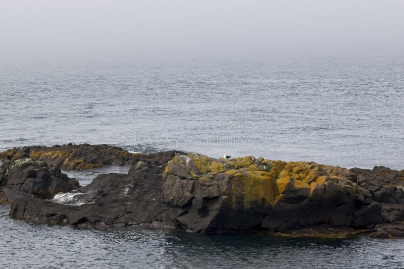 Single Gull on a Rock in the Ocean. Stock Photo - Image of gull, ocean ...