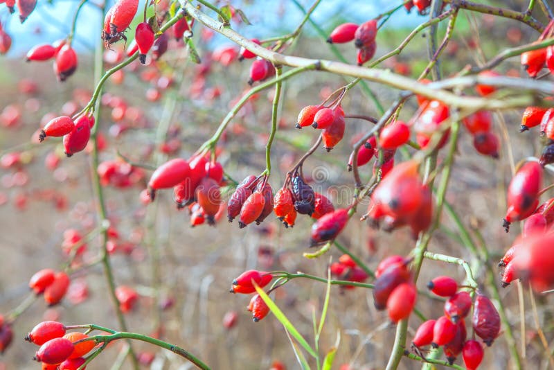 Brier red berries stock photo. Image of branches, bush - 67366590