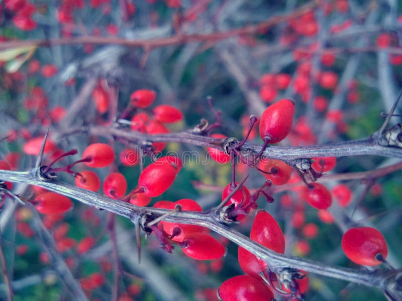 Brier stock image. Image of brier, morning, forest, rose - 51340103