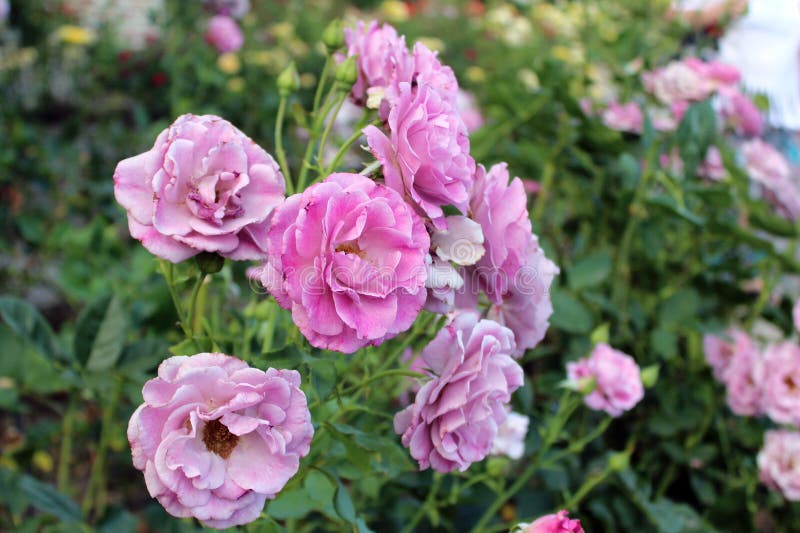 Brier Rose stock image. Image of botany, plant, horizontal - 76408683