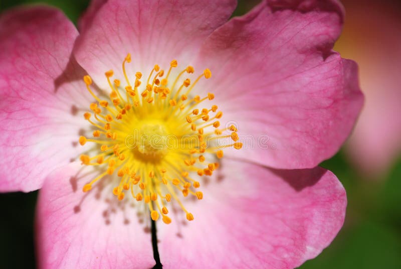 Brier Rose stock photo. Image of romance, macro, detail - 60816732