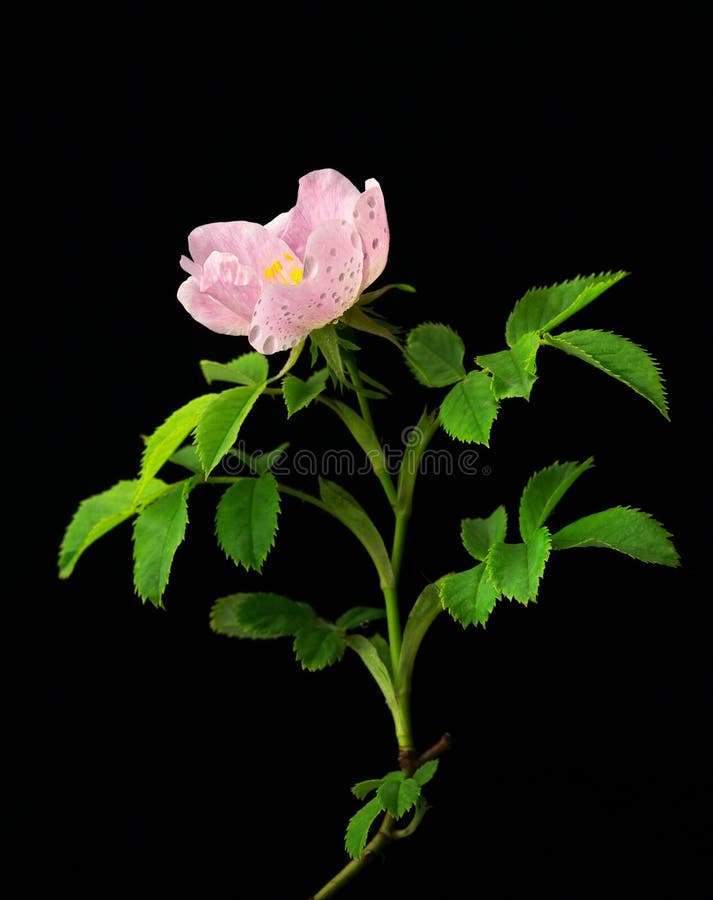 Brier rose stock photo. Image of isolated, twig, branch - 56231094