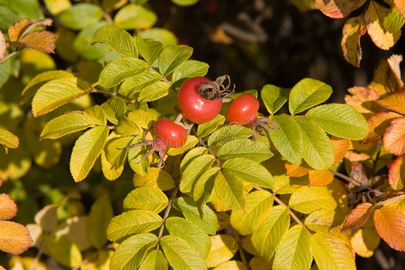 Brier shrub stock image. Image of seed, rosa, nature - 23037345