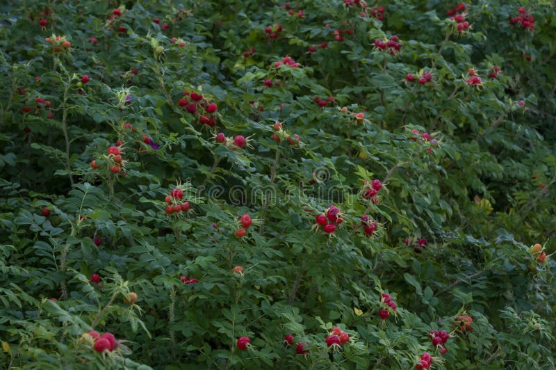 Brier wall in the shadow stock photo. Image of twig - 209276918