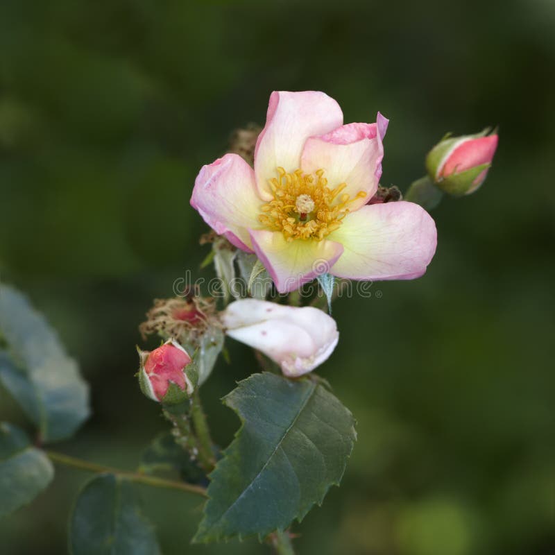 Brier (wild rose) stock image. Image of branch, leaf - 63898833