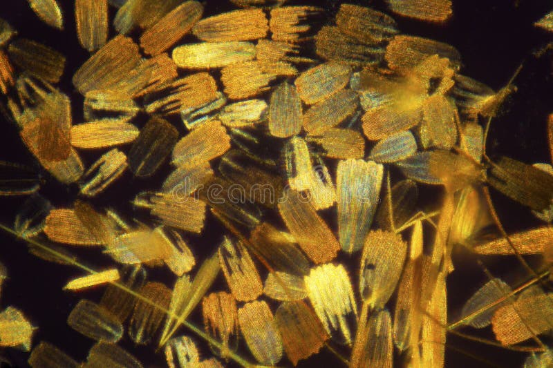Bright Abstract Micrograph of Dramatic Scales from a Moth Wing Stock ...