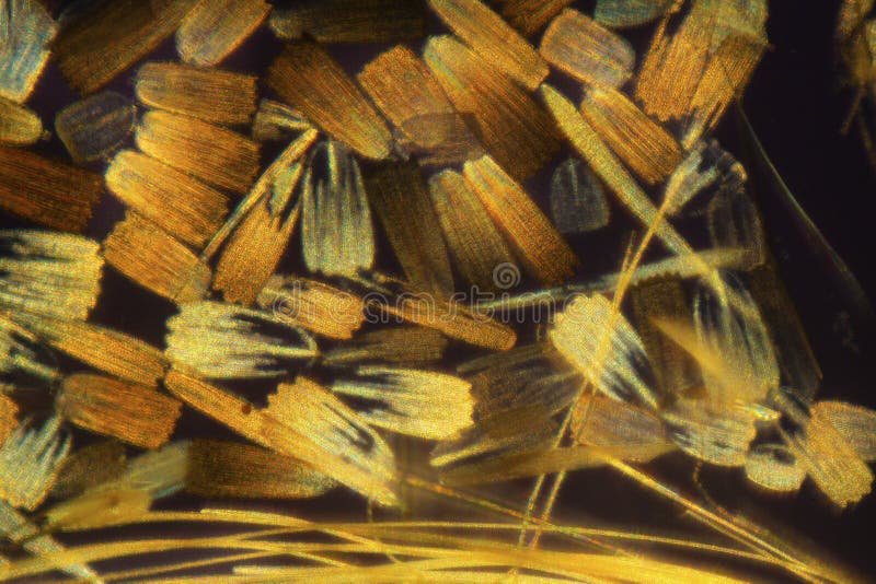 Bright Abstract Micrograph of Dramatic Scales from a Moth Wing Stock ...