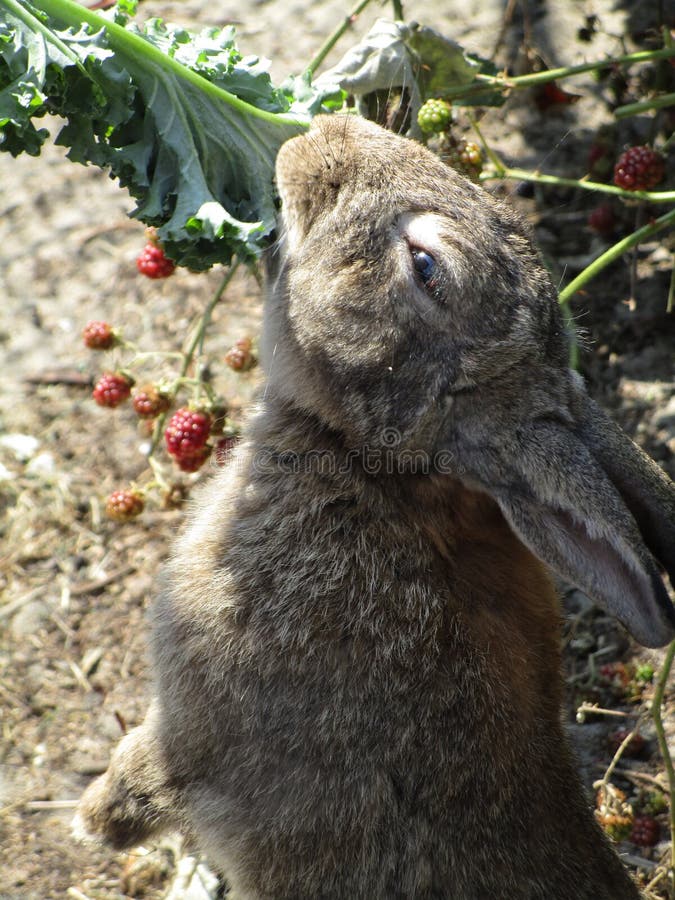 Bright-looking Brown Bunny Rabbit Standing at Jericho Beach, 2018 Stock ...