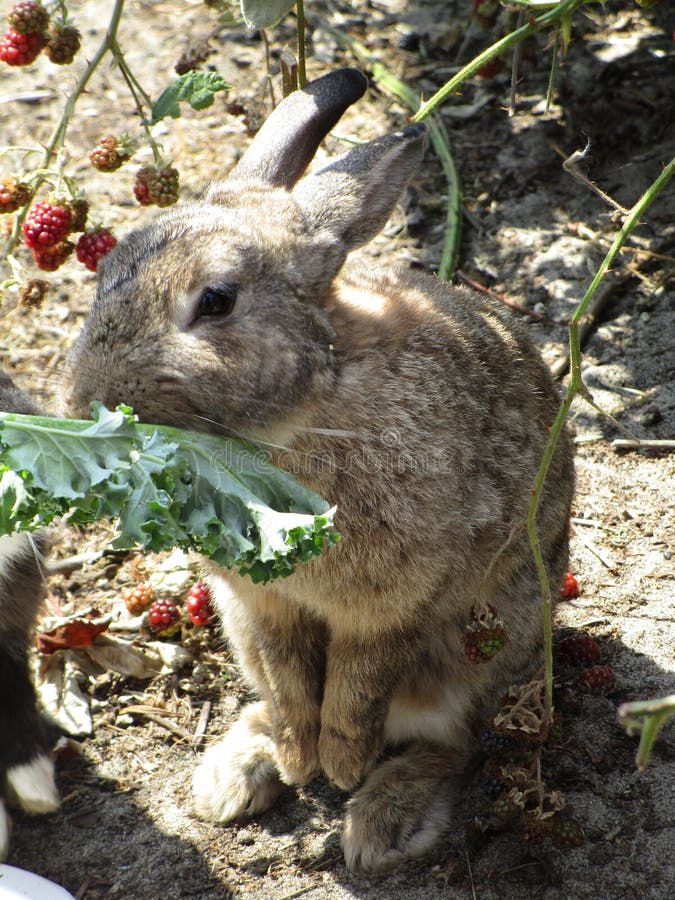 Bright-looking Brown Bunny Rabbit Standing at Jericho Beach, 2018 Stock ...