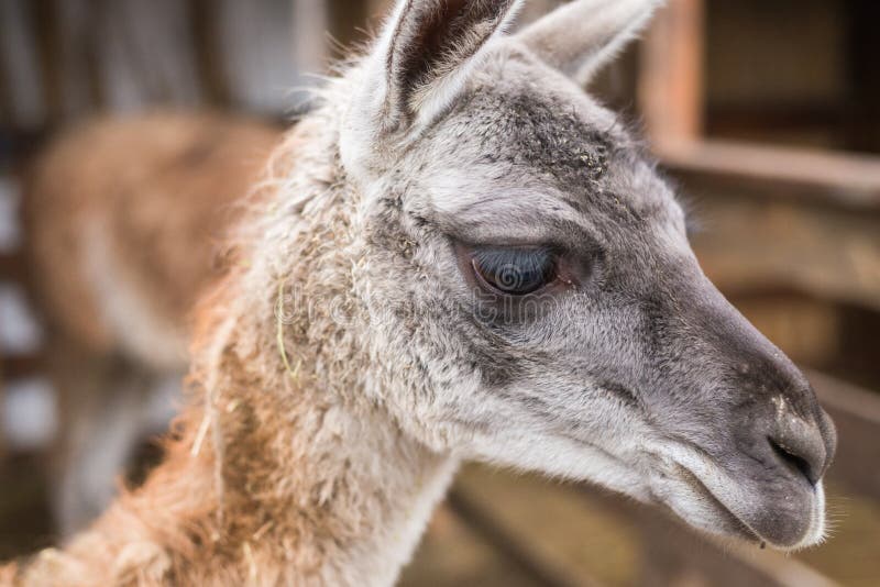 Bright Adult Lama Looks Aside Stock Photo - Image of fauna, isolated ...
