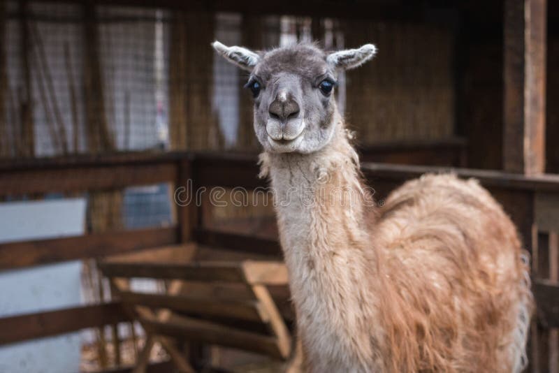 Bright Adult Lama Looks at the Frame Stock Image - Image of ears ...