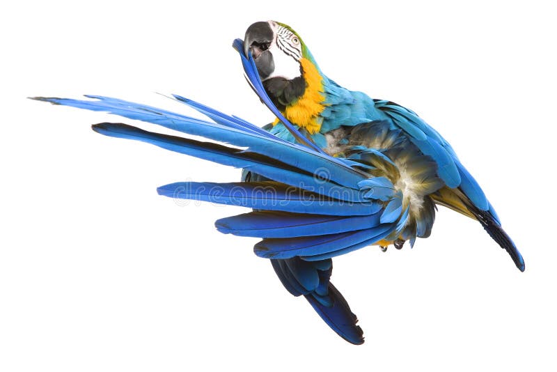 Bright ara parrot flying stock image. Image of closeup - 19223907