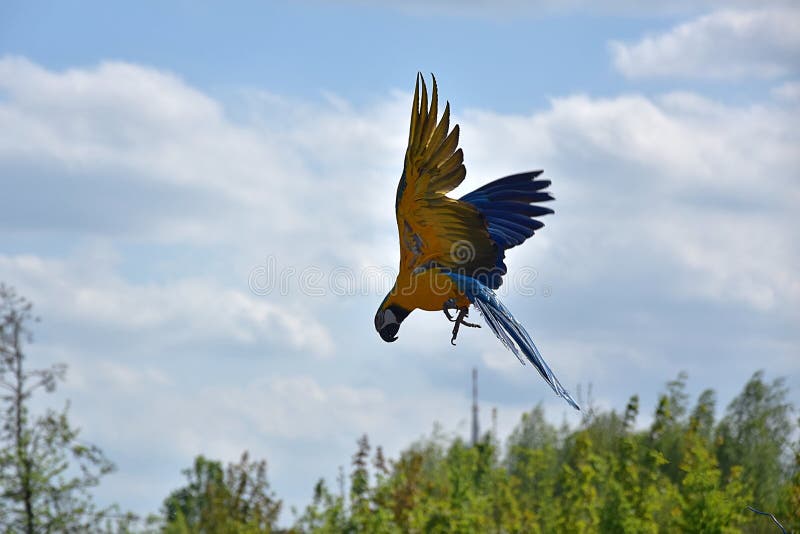 Bright Ara Parrot Flying. Colored, Bird. Stock Image - Image of beak ...