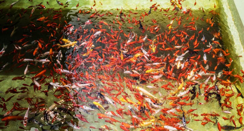 Bright Asian Fish at Aquarium Photo Close-up. Stock Photo - Image of ...