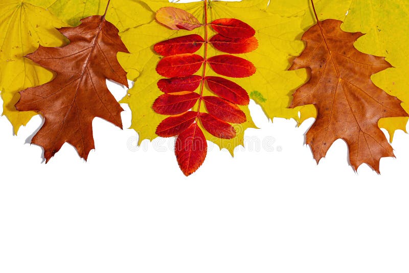 Bright Assorted Autumn Leaves Isolated on White Background. Fall Maple ...
