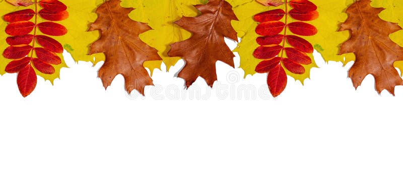 Bright Assorted Autumn Leaves Isolated on White Background. Fall Maple ...