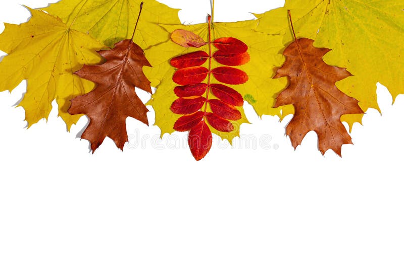 Bright Assorted Autumn Leaves Isolated on White Background. Fall Maple ...