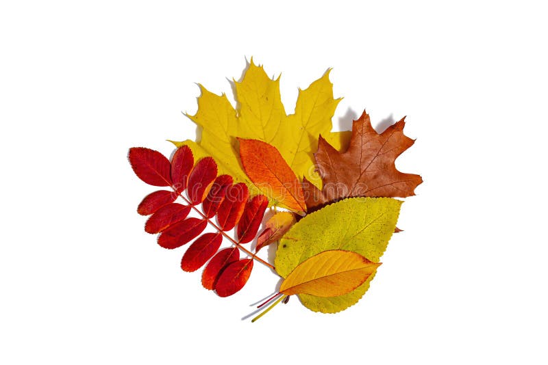 Bright Assorted Autumn Leaves Isolated on White Background. Fall Maple ...