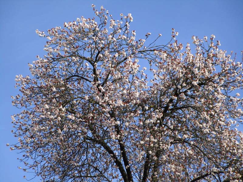 Bright Attractive First Bloom of Spring Cherry Blossom Flowers ...