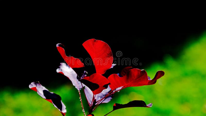 Leaves of a Bush in the Fall Stock Photo - Image of background, plant ...