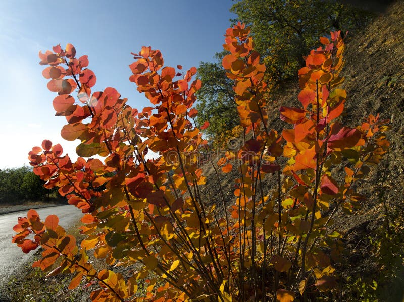 Bright Autumn Bush Smoke Tree, Cotinus Stock Photo - Image of bush ...