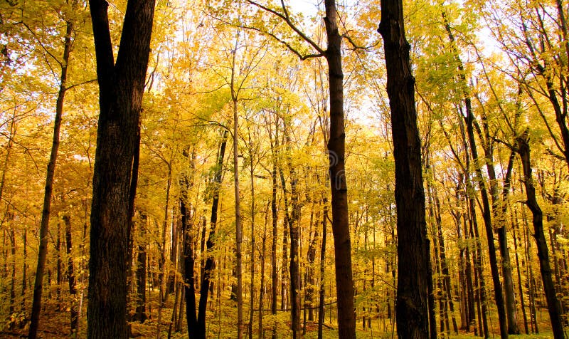 Bright autumn colors stock photo. Image of seasons, orange - 10858506