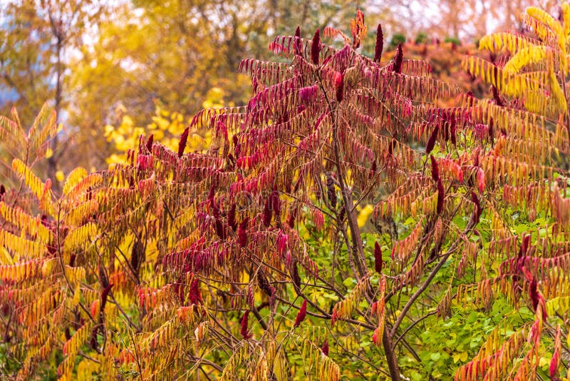 Bright Autumn Colors in the Branches of Trees Stock Image - Image of ...