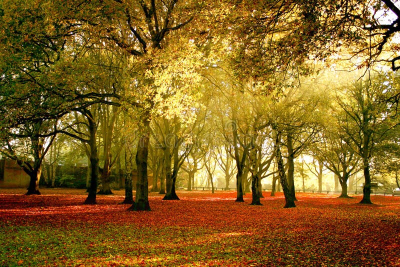 Bright Autumn Colors of the Forest Stock Image - Image of gold, land ...