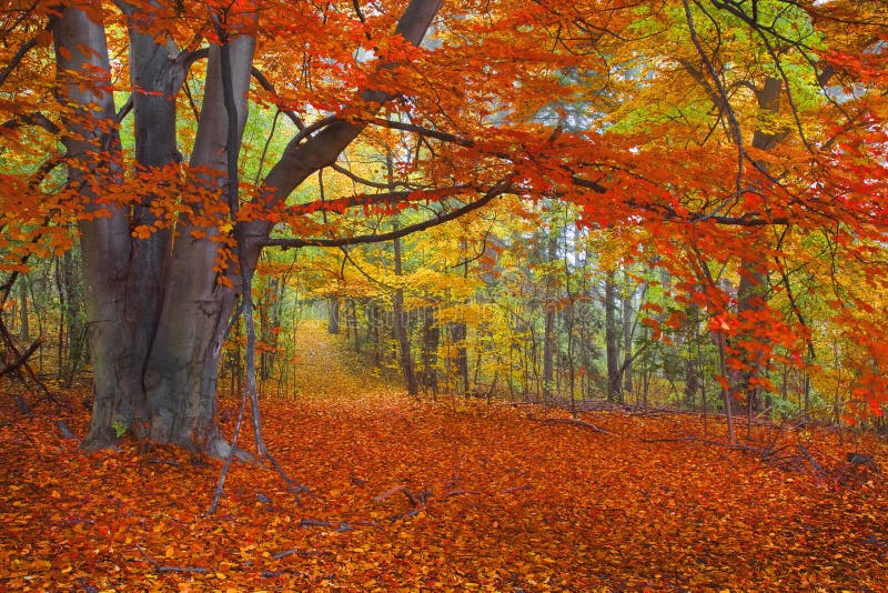 Bright Autumn Colors, Path in the Woods Stock Image - Image of nature ...