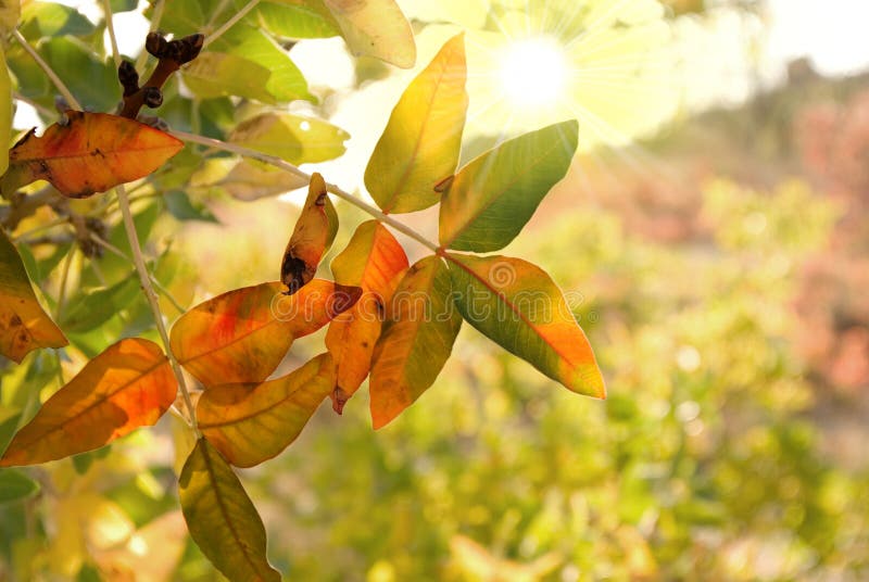 Bright autumn day stock photo. Image of blaze, leaf, nature - 7395448