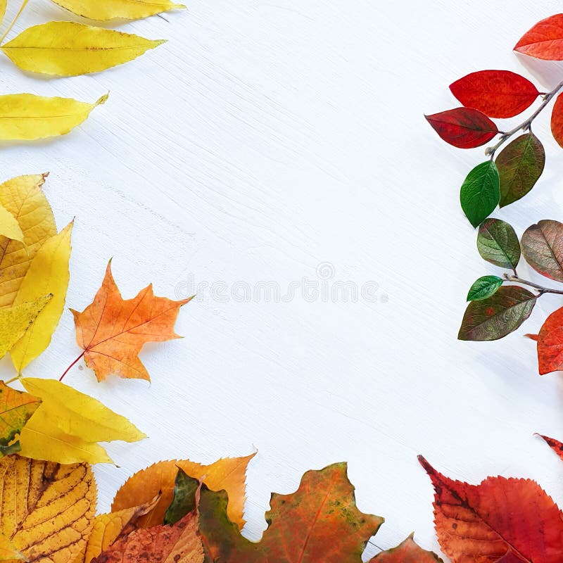 Bright Autumn / Fall Leaves on a White Wooden Table. Top View, Mockup ...