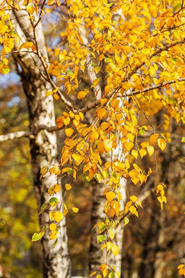 Bright Autumn Foliage of a Birch Tree Stock Photo - Image of fall ...