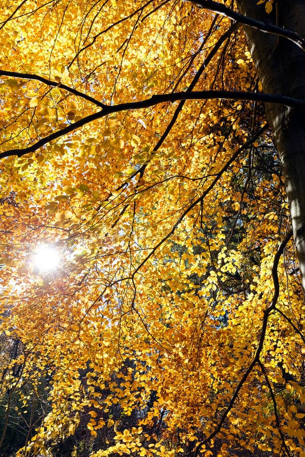 Bright Autumn Foliage with Sunlight Stock Photo - Image of autumn, leaf ...