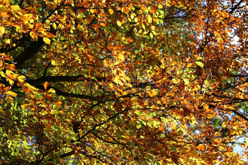 Bright Autumn Foliage. Bright Autumn Foliage on Trees. Stock Photo ...