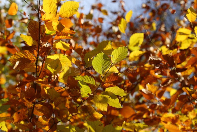 Bright Autumn Foliage. Bright Autumn Foliage on Trees. Stock Image ...
