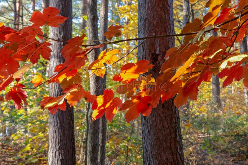Bright Autumn Foliage of Trees Stock Photo - Image of color, season ...