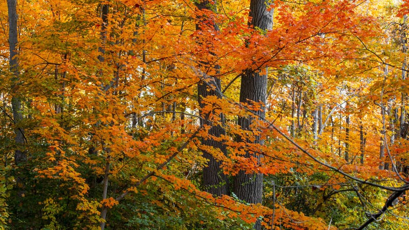 Autumn Foliage on Trees in Rural Michigan Stock Photo - Image of park ...