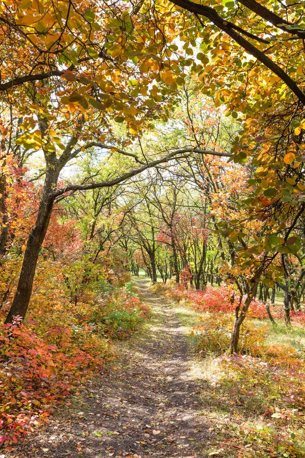 Bright Autumn Forest with Walking Path Stock Image - Image of forest ...