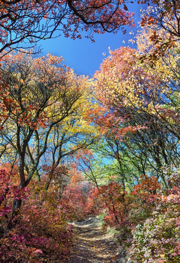 Bright Autumn Forest with Walking Path Stock Photo - Image of season ...